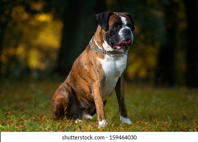 8,211 Boxer dog sitting Images, Stock Photos & Vectors | Shutterstock