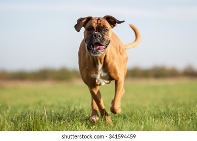 77,400 Boxer white background Images, Stock Photos & Vectors | Shutterstock