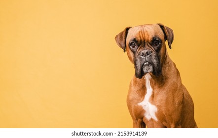 7,089 imágenes de Boxer camera - Imágenes, fotos y vectores de stock ...