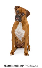 134 imagens de Overbite dogs Imagens, fotos stock e vetores | Shutterstock