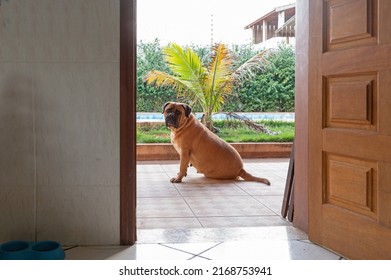7,089 imágenes de Boxer camera - Imágenes, fotos y vectores de stock ...