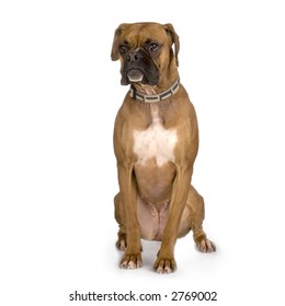 Boxer Front White Background Stock Photo 2769002 | Shutterstock