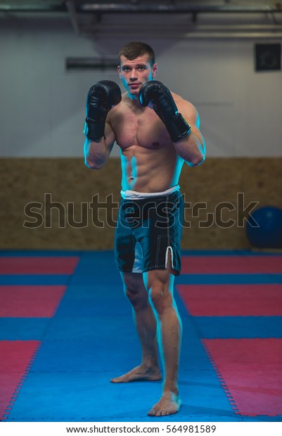 Boxer Posing Facing Camera Stock Photo 564981589 | Shutterstock