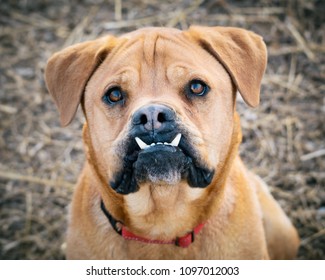 Boxer Underbite Stock Photo (Edit Now) 1097012003