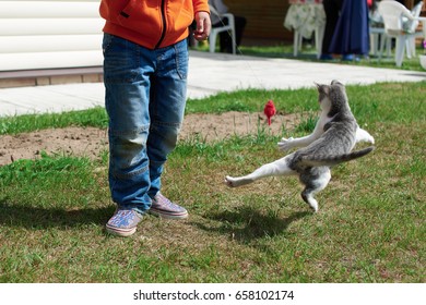 11,892 Cat chase Images, Stock Photos & Vectors | Shutterstock