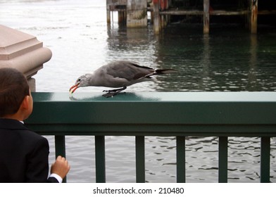 Boy Seagull Stock Photo 210480 | Shutterstock