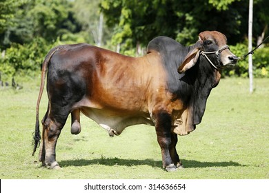 Brahman cow Images, Stock Photos & Vectors | Shutterstock