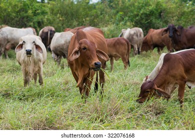 Brahman Cattle Green Field Stock Photo 322076138 | Shutterstock