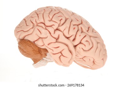 2,057 Brain model side Images, Stock Photos & Vectors | Shutterstock