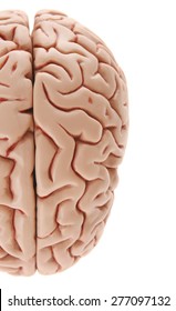 Side View Human Brain Model Isolated Stock Photo (Edit Now) 732784000