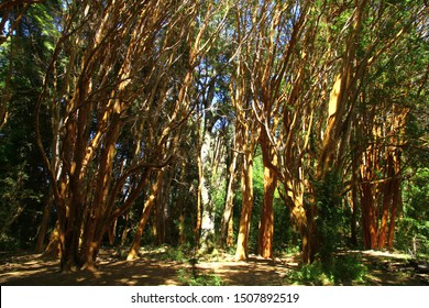 362 Arrayanes national park Images, Stock Photos & Vectors | Shutterstock