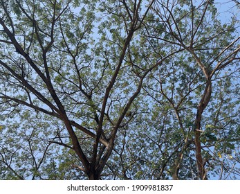 577 Chamchuri tree Images, Stock Photos & Vectors | Shutterstock