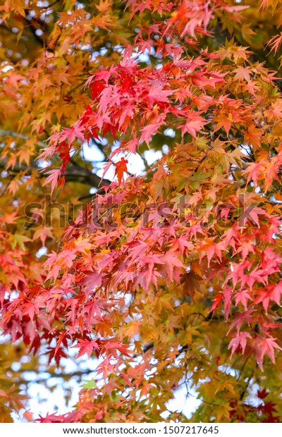 Branches Maple Tree Bright Red Leaves Stock Photo 1507217645 | Shutterstock