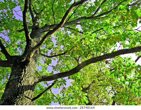 Branches Oak Stock Photo (Edit Now) 28748164