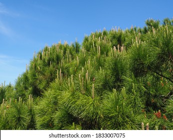 Pinoideae Images, Stock Photos & Vectors | Shutterstock