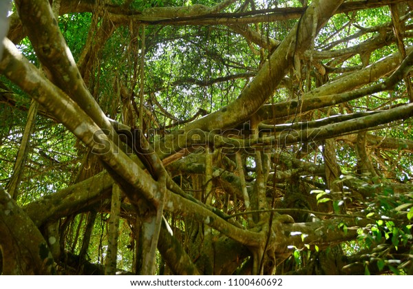 Branches Tangled Forest Stock Photo 1100460692 | Shutterstock