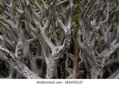 154 Interwoven Tree Roots Images, Stock Photos & Vectors | Shutterstock