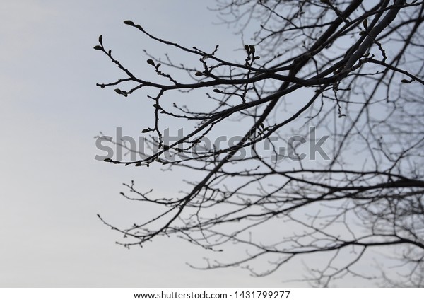 Branches Trees Gray Sky Backgrounds Stock Photo 1431799277 | Shutterstock