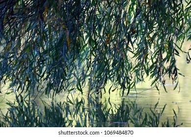 Branches Willow Tree Hanging Over Water Stock Photo 1069484870 ...