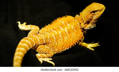 Red bread dragon 356 รายการ ภาพ ภาพสต็อกและเวกเตอร์ | Shutterstock