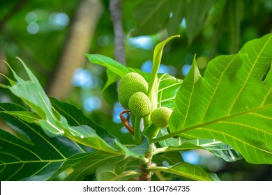 Bread Fruit Tree Scientific Name Artocarpus Stock Photo 1104764735 ...
