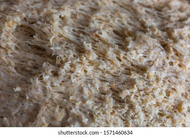 Bread Sourdough Batter Fermentation Process Conceptual Stock Photo ...