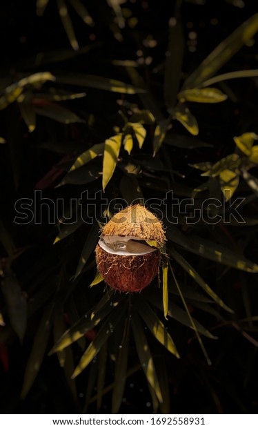 Breaking Coconut Shell Stock Photo 1692558931 | Shutterstock