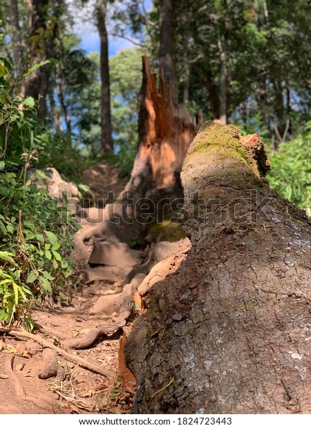Breaking Tree Forest Stock Photo 1824723443 | Shutterstock