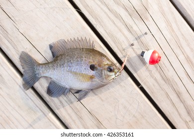 11 Coppernose Images, Stock Photos & Vectors | Shutterstock