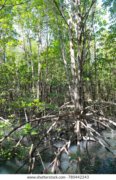 Breathing Root Mangrove Tree Stock Photo (Edit Now) 780442243