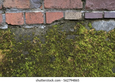 46,252 Moss brick Images, Stock Photos & Vectors | Shutterstock