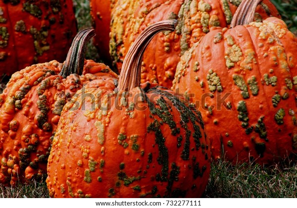 Bright Orange Green Bumpy Red Warty Stock Photo (Edit Now) 732277111