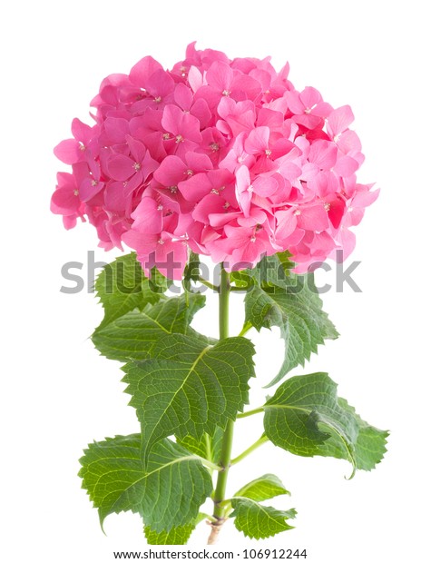 Bright Pink Hydrangea Isolated On White Stock Photo (Edit Now) 106912244