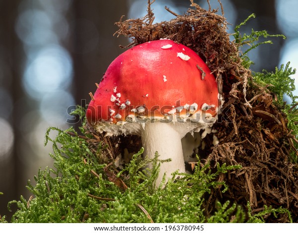 Bright Red Toadstool Domed Cap Has Stock Photo (Edit Now) 1963780945