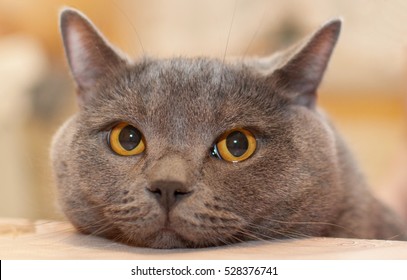 30,679 British Shorthair Face Images, Stock Photos & Vectors | Shutterstock