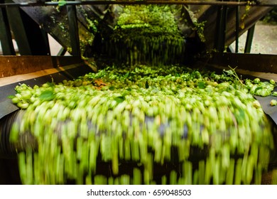 2,553 Real Hops Images, Stock Photos & Vectors | Shutterstock