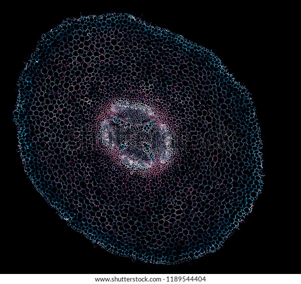 Broad Bean Root Cross Section Cut Stock Photo 1189544404 | Shutterstock