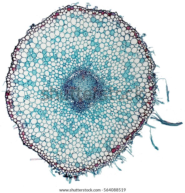 1,954件の「Plant root microscope」の画像、写真素材、ベクター画像 | Shutterstock