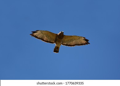 719 Broad wing hawk Images, Stock Photos & Vectors | Shutterstock