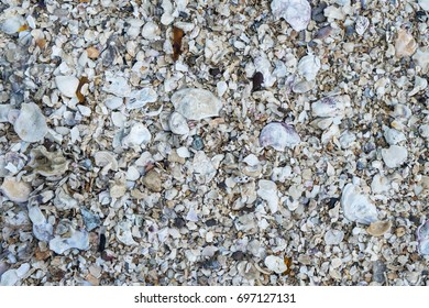 Carcass Shell Use Background Stock Photo 102281233 | Shutterstock