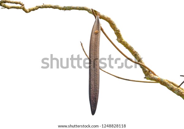 Broken Bone Tree Damocles Tree Oroxylum Stock Photo 1248828118 ...