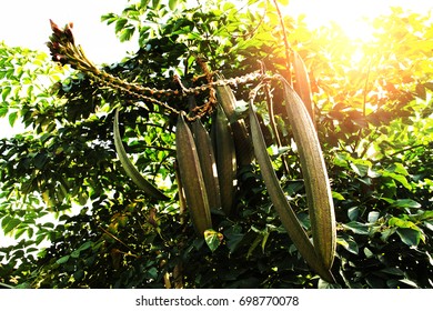 Broken Bones Tree Stock Photo 698770078 | Shutterstock