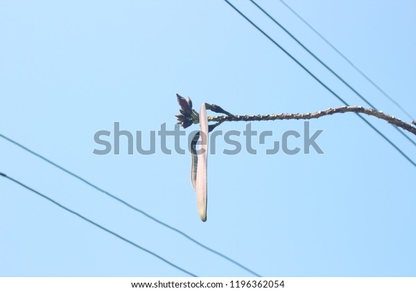 Broken Bones Tree Stock Photo 1196362054 | Shutterstock