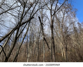 515 Deadfall tree Images, Stock Photos & Vectors | Shutterstock