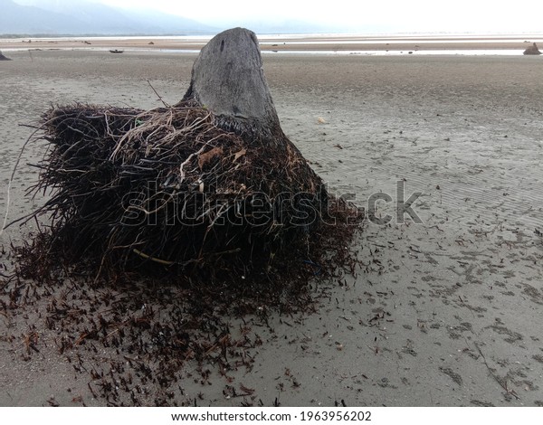 Broken Coconut Tree Trunk By Beach Stock Photo 1963956202 | Shutterstock