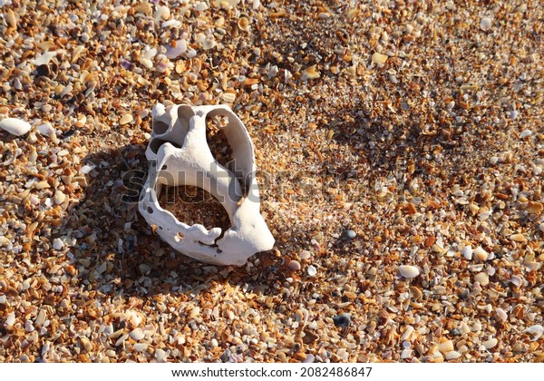 Broken Conch Shell On Shell Covered Stock Photo 2082486847 | Shutterstock