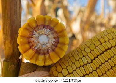 185 Broken corn stalks Images, Stock Photos & Vectors | Shutterstock