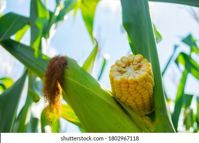 406 Broken corn kernels Images, Stock Photos & Vectors | Shutterstock