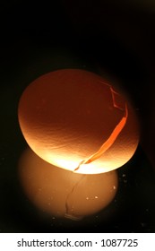 Raillietina Echinobothrida Parasite Poultry Worm Parasitology Stock ...