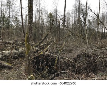 Broken Fallen Trees On Ground Forest Foto de stock 604022960 | Shutterstock